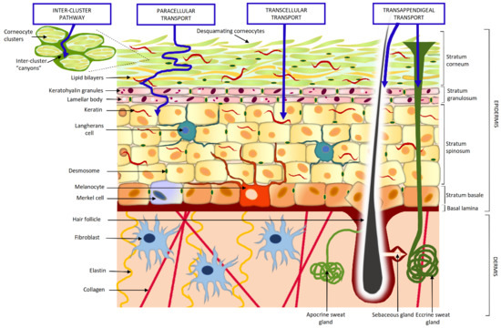 Nanosystems in Cosmetic Products: A Brief Overview of Functional ...