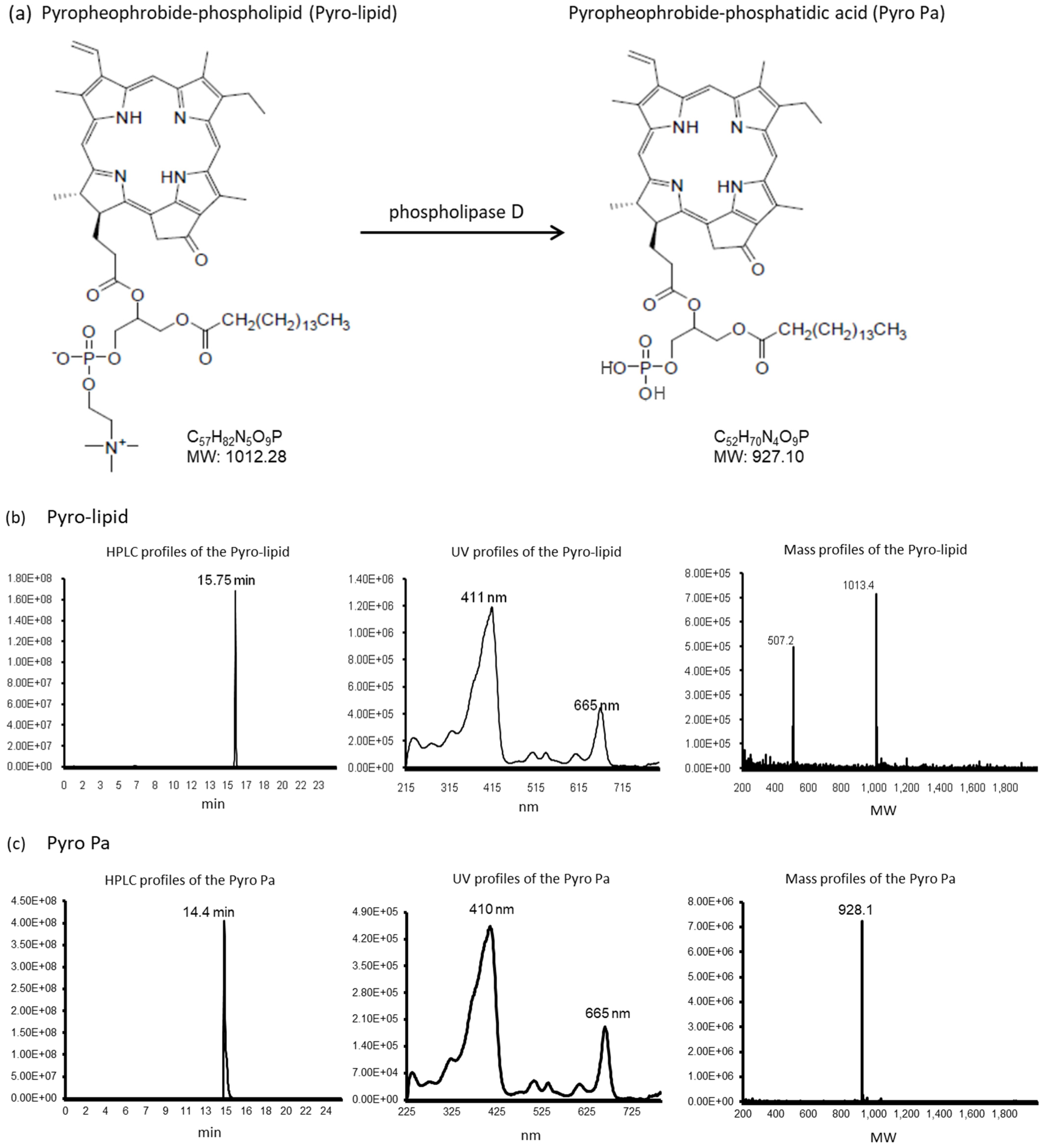 Novel Pyropheophorbide Phosphatydic Acids Photosensitizer Combined EGFR ...