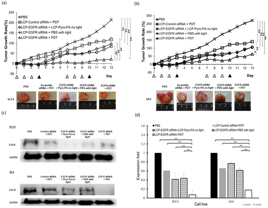 Novel Pyropheophorbide Phosphatydic Acids Photosensitizer Combined EGFR ...