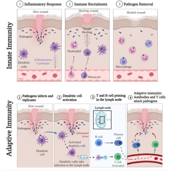 Pharmaceutics | Free Full-Text | Nanostructured Lipid Carriers for the ...