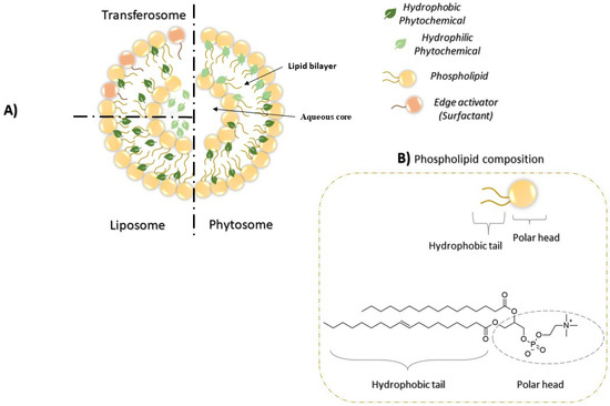 Phytosomes as an Emerging Nanotechnology Platform for the Topical ...