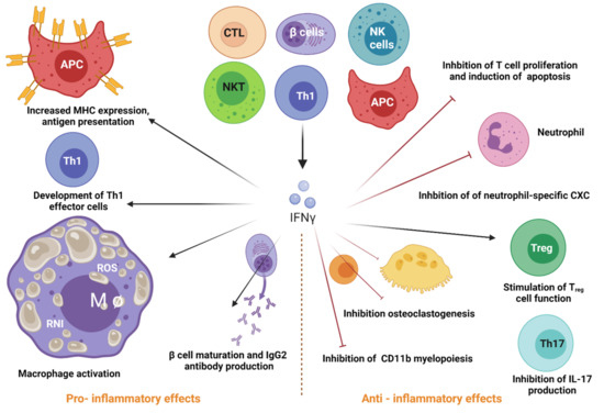 Forms and Methods for Interferon’s Encapsulation