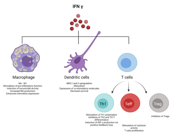 Forms and Methods for Interferon’s Encapsulation