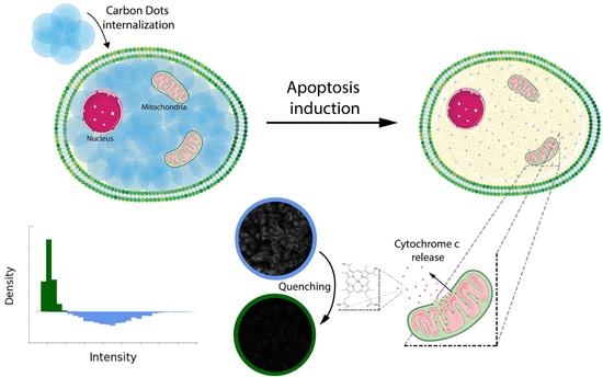 Pharmaceutics | Free Full-Text | Quantifying Cytosolic Cytochrome c ...