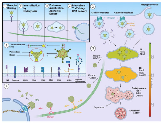 The Revolving Door of Adenovirus Cell Entry: Not All Pathways Are Equal