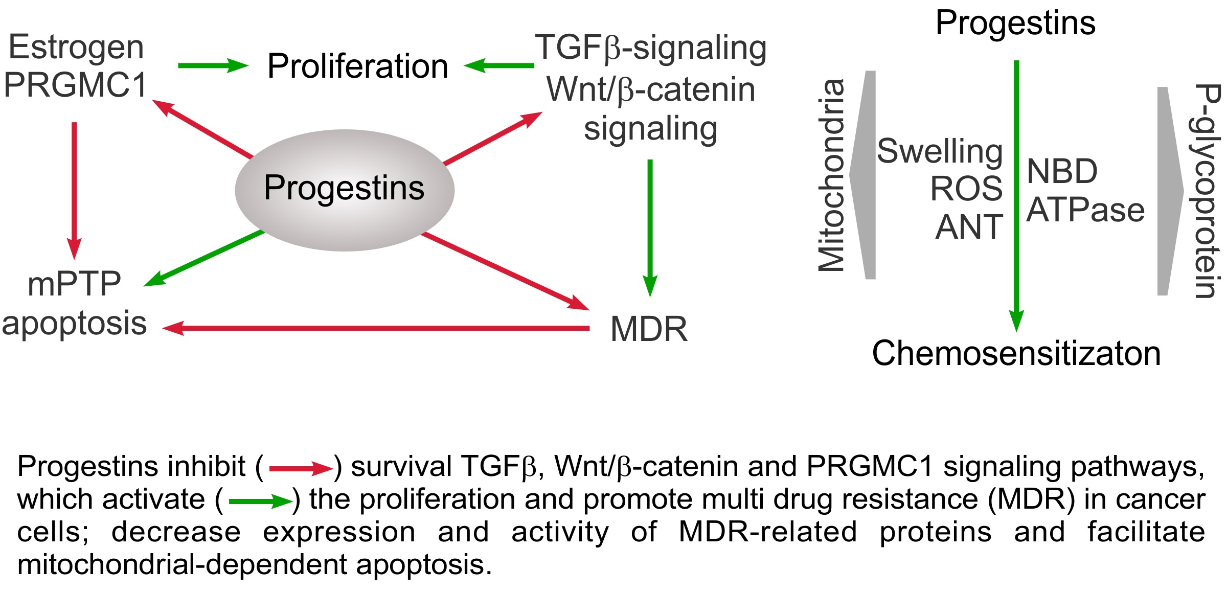 Pharmaceutics | Free Full-Text | Progestins as Anticancer Drugs and ...