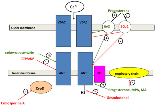 Progestins as Anticancer Drugs and Chemosensitizers, New Targets and ...
