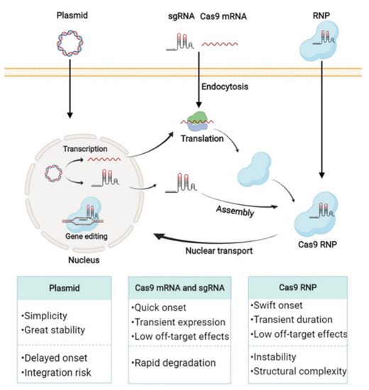 CRISPR/Cas9 Delivery System Engineering for Genome Editing in ...