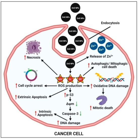 Pharmaceutics | Free Full-Text | Plant-Mediated Zinc Oxide Nanoparticles: Advances in the New ...