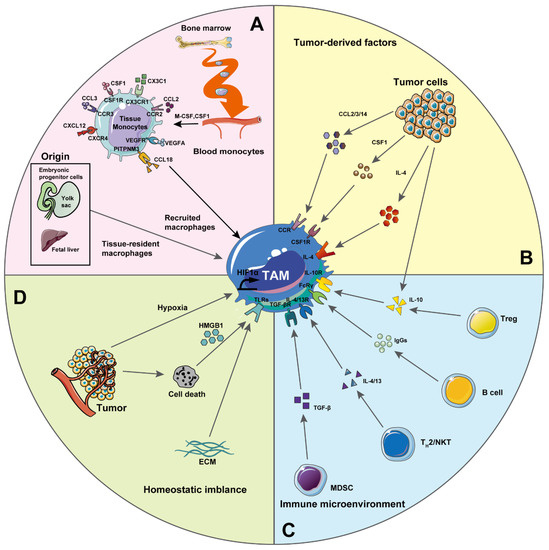 Functionalized Nanoparticles Targeting Tumor-Associated Macrophages as ...