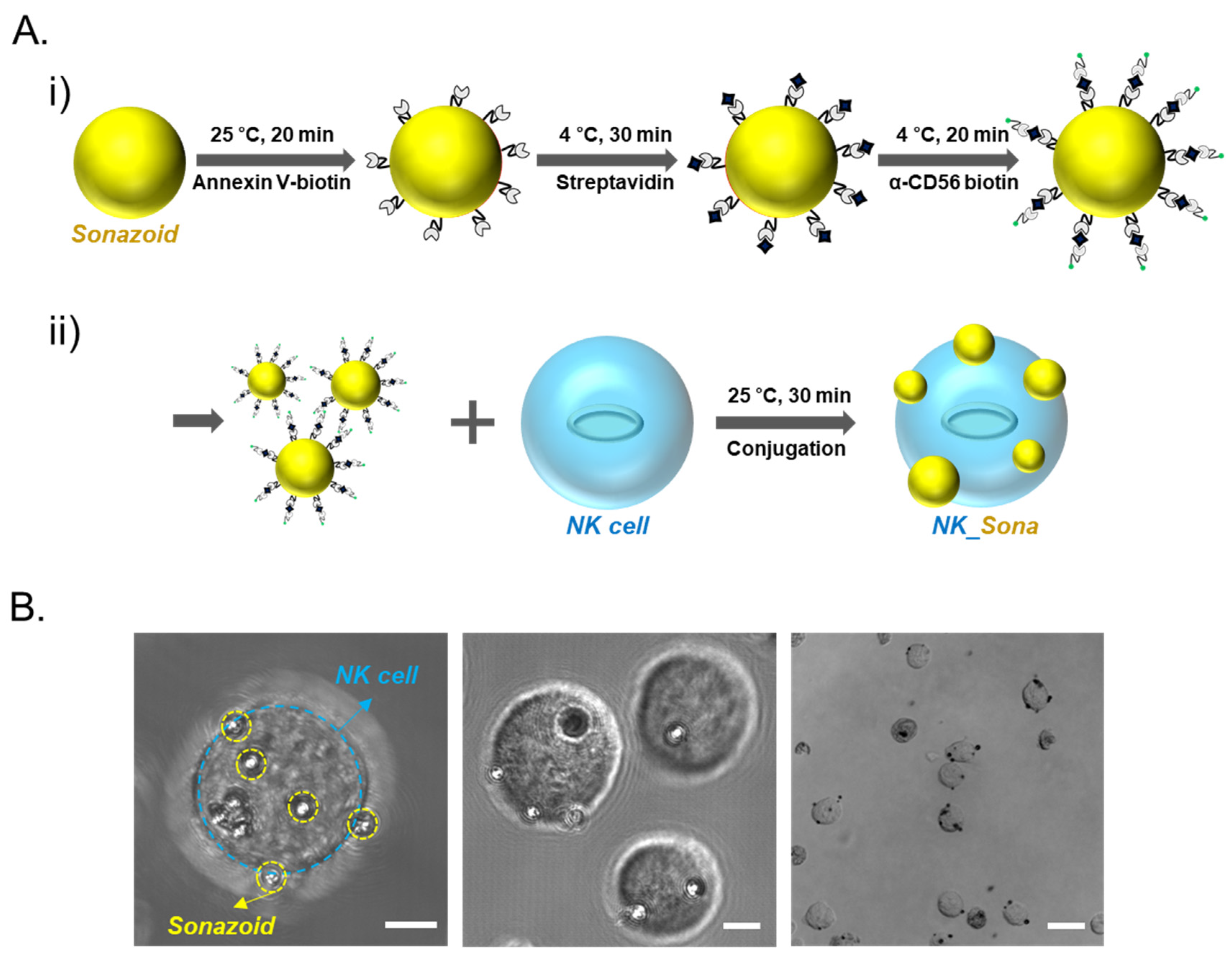 Pharmaceutics | Free Full-Text | Sonazoid-Conjugated Natural Killer ...
