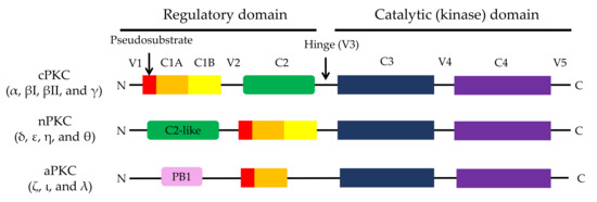 Activators and Inhibitors of Protein Kinase C (PKC): Their Applications ...