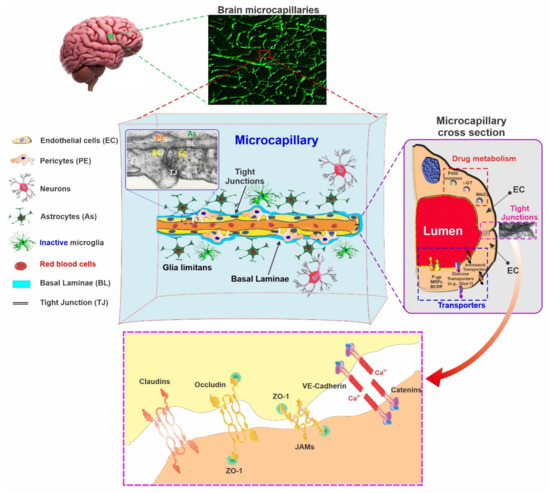 Blood-Brain Barrier Dysfunction in CNS Disorders and Putative ...