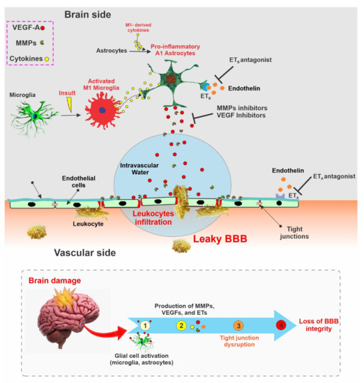 Blood-Brain Barrier Dysfunction in CNS Disorders and Putative ...