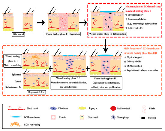 Membranous Extracellular Matrix-Based Scaffolds for Skin Wound Healing