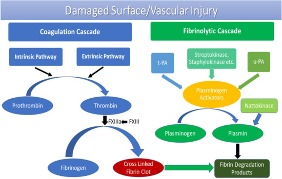 Microbial Fibrinolytic Enzymes as Anti-Thrombotics: Production ...
