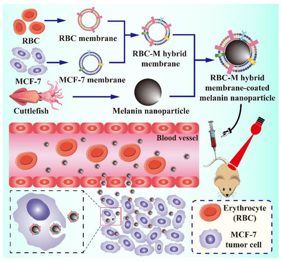Combination of Nanomaterials in Cell-Based Drug Delivery Systems for ...