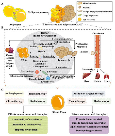 Combination of Nanomaterials in Cell-Based Drug Delivery Systems for ...