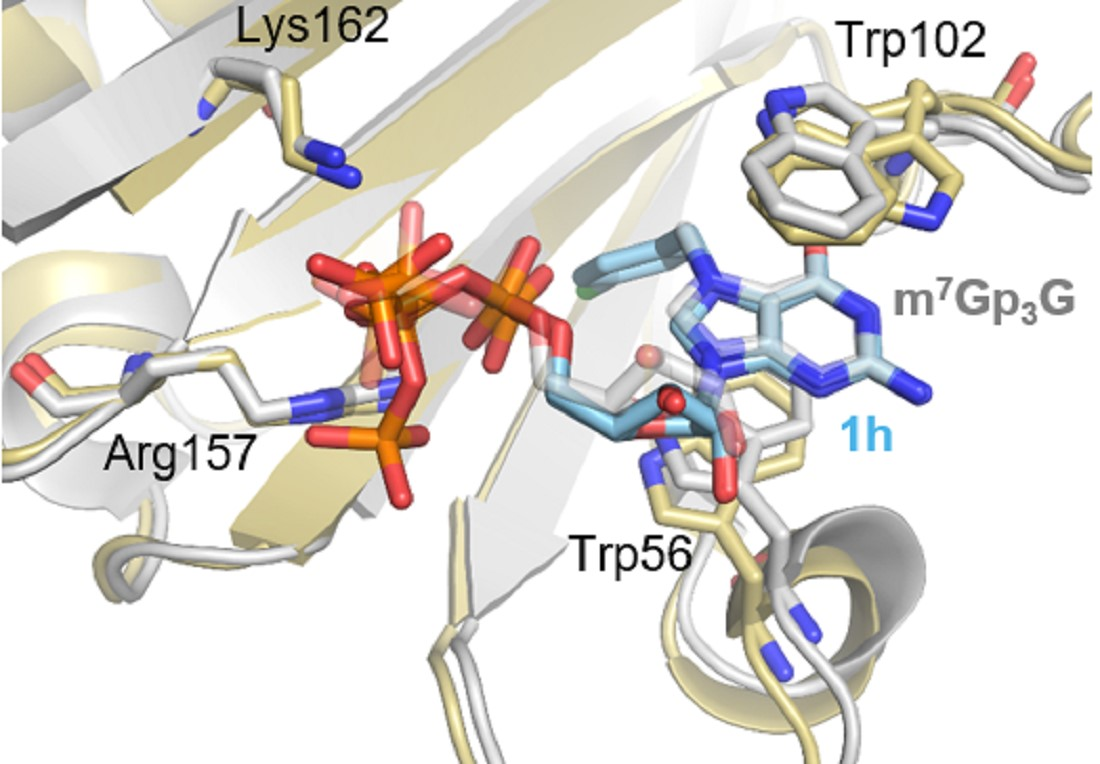 Pharmaceutics | Free Full-Text | Novel N7-Arylmethyl Substituted ...