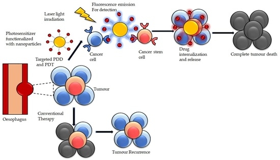 Pharmaceutics | Free Full-Text | Targeted Photodynamic Diagnosis and ...