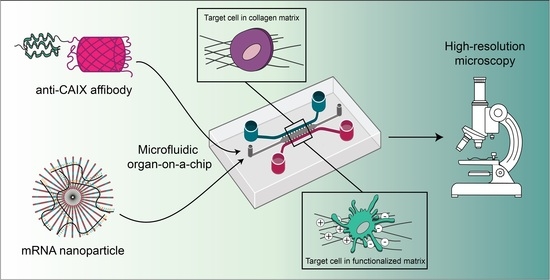 Pharmaceutics | Free Full-Text | Mimicking the Biology of Engineered ...