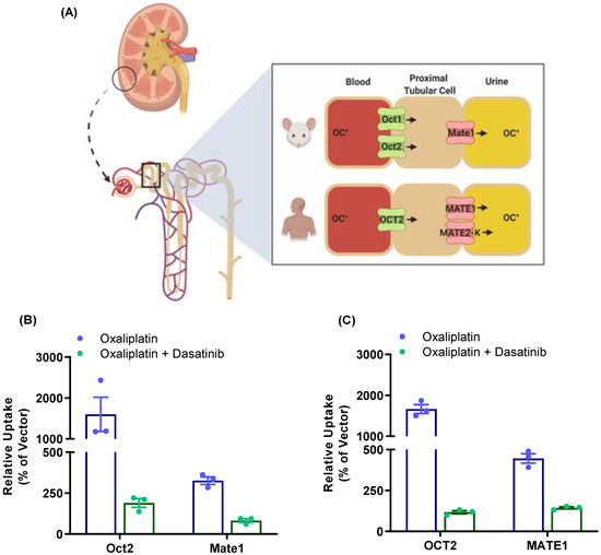 In Vitro and In Vivo Inhibition of MATE1 by Tyrosine Kinase Inhibitors