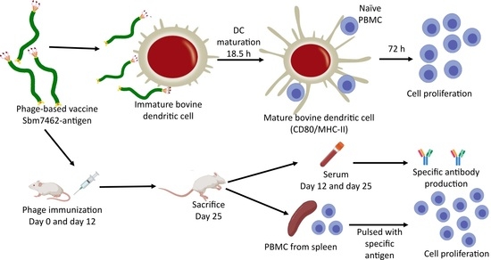 Pharmaceutics | Free Full-Text | Evaluation of the Immune Response of a Candidate Phage-Based ...