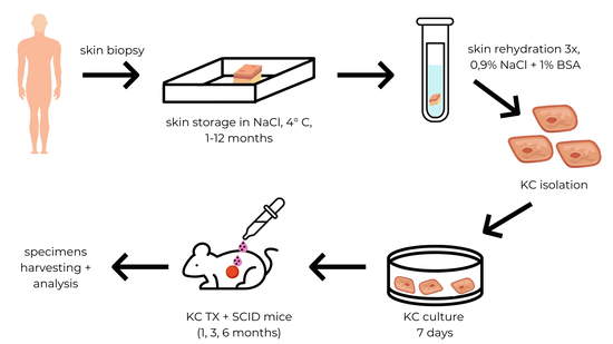 Pharmaceutics | Free Full-Text | An Anhydrous Sodium Chloride Skin ...