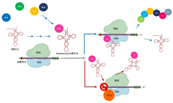 The Development of Third-Generation Tetracycline Antibiotics and New ...