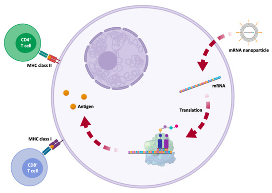 mRNA, a Revolution in Biomedicine