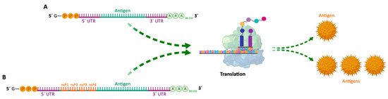 mRNA, a Revolution in Biomedicine