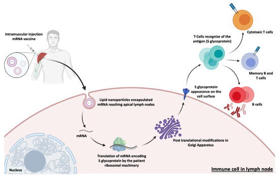 mRNA, a Revolution in Biomedicine