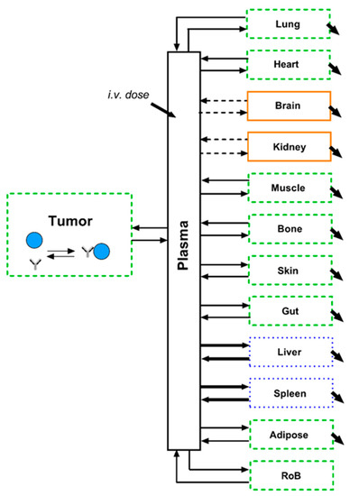 Pharmacokinetics and Pharmacodynamics of T-Cell Bispecifics in the ...