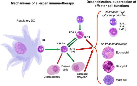 New Therapeutic Approaches for Allergy: A Review of Cell Therapy and ...