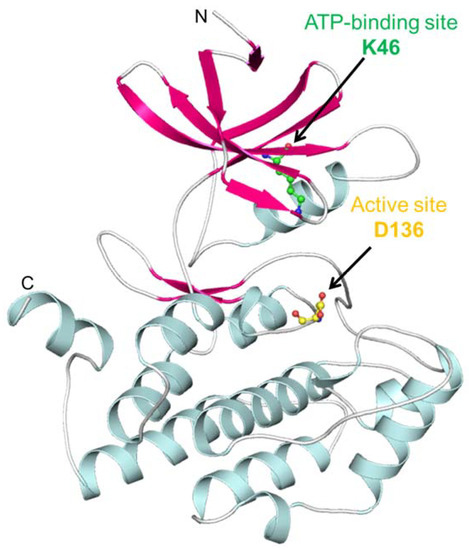 Identification of Phytoconstituents as Potent Inhibitors of Casein ...