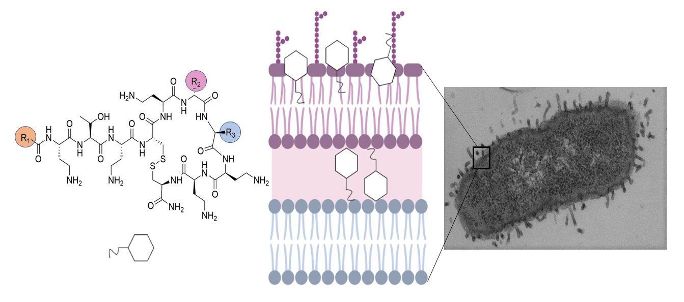 Pharmaceutics | Free Full-Text | Unveiling the Membrane and Cell Wall ...