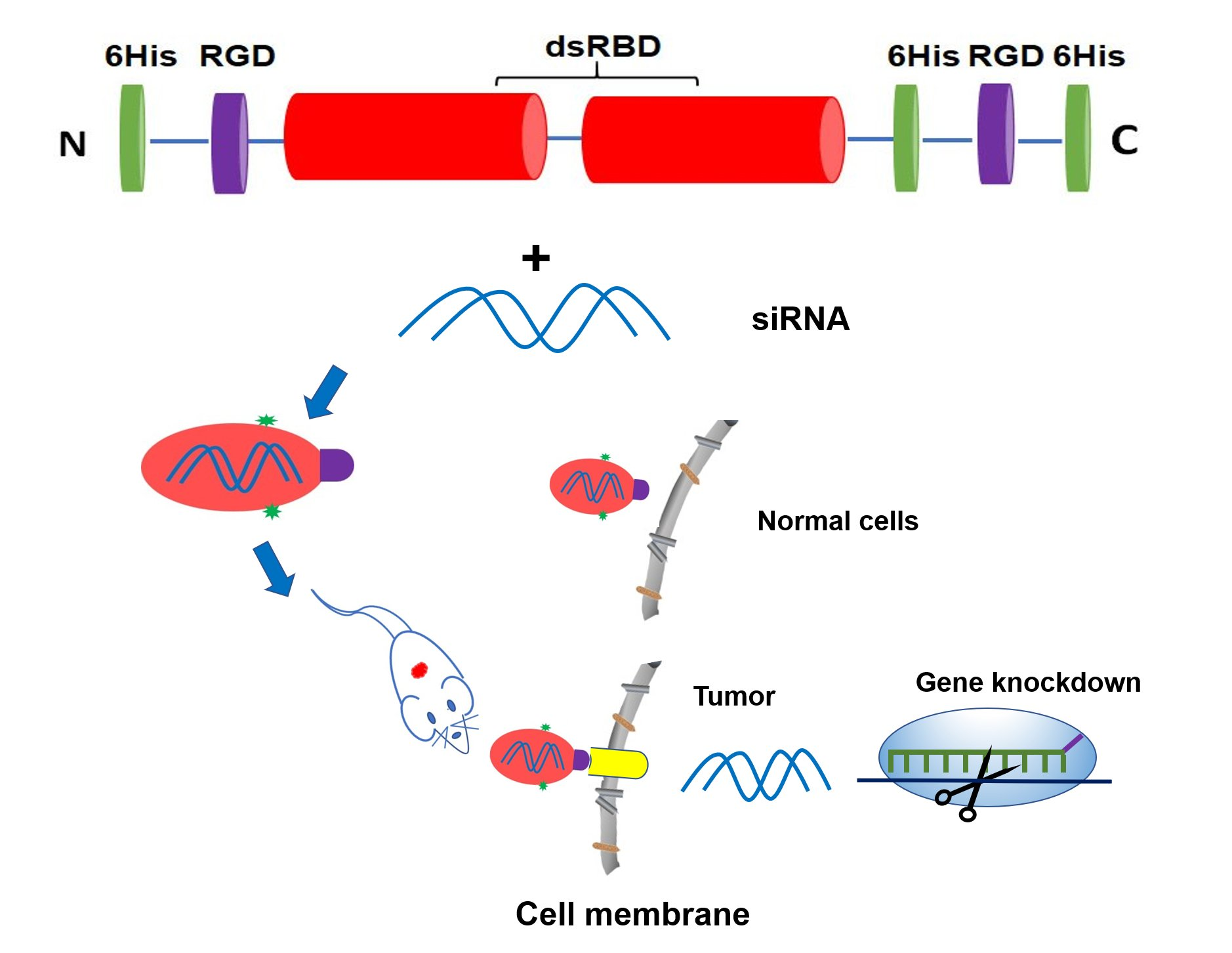 Pharmaceutics | Free Full-Text | Non-Cationic RGD-Containing Protein ...