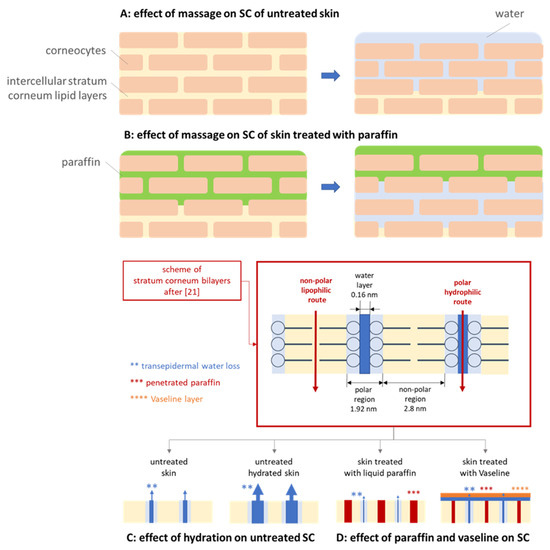 Influence of Massage and Skin Hydration on Dermal Penetration Efficacy ...
