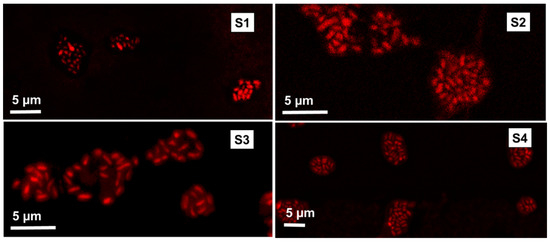 Electrosprayed Ethyl Cellulose Core-Shell Microcapsules for the ...