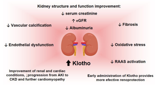 Klotho and Mesenchymal Stem Cells: A Review on Cell and Gene Therapy ...