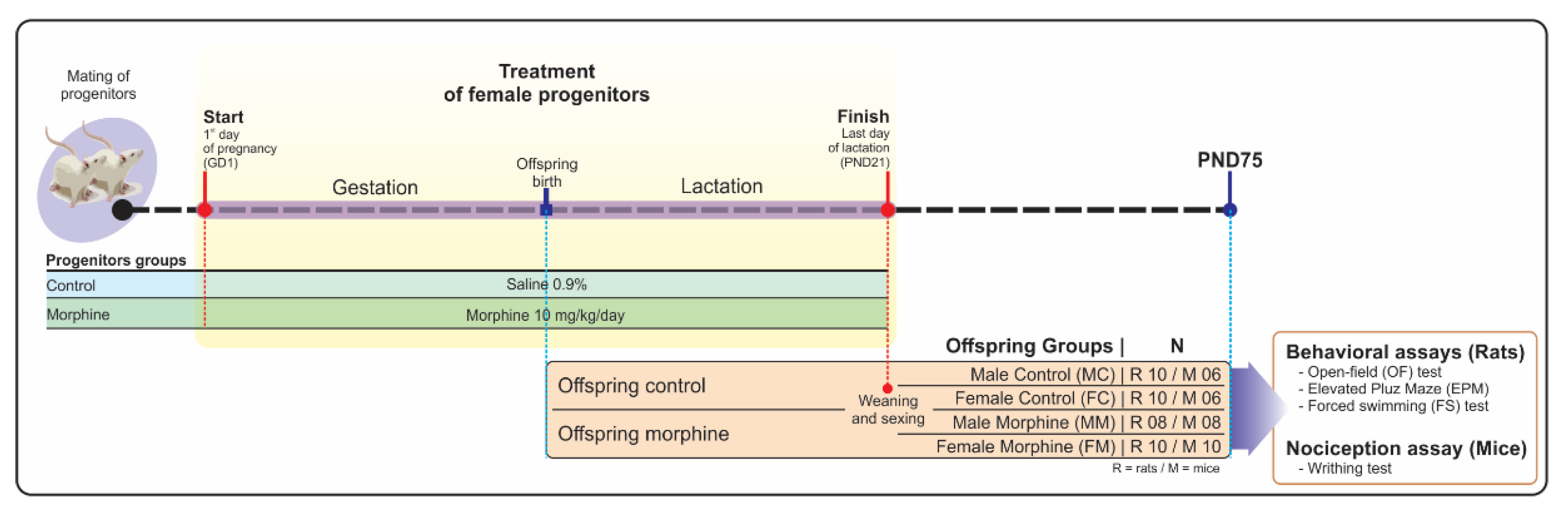 Morphine Perinatal Exposure Induces Long-Lasting Negative Emotional ...