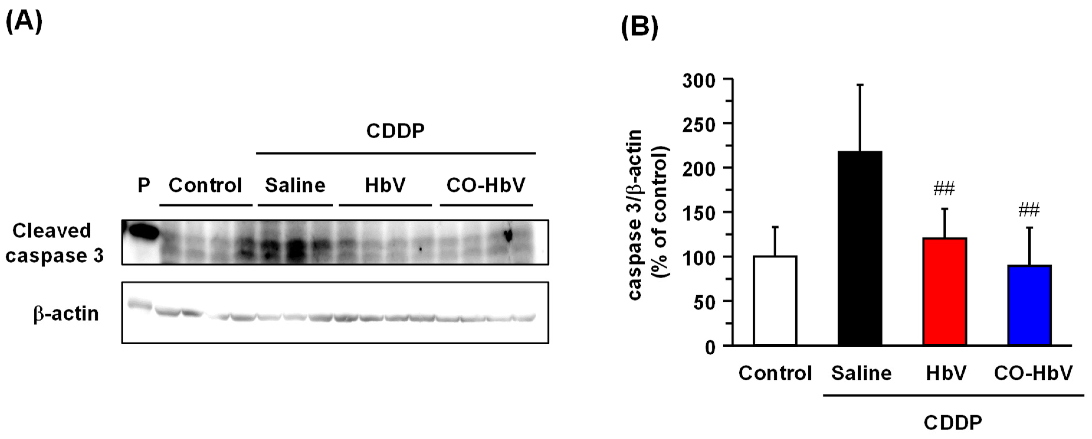 Liposomal Artificial Red Blood Cell-Based Carbon Monoxide Donor Is a ...