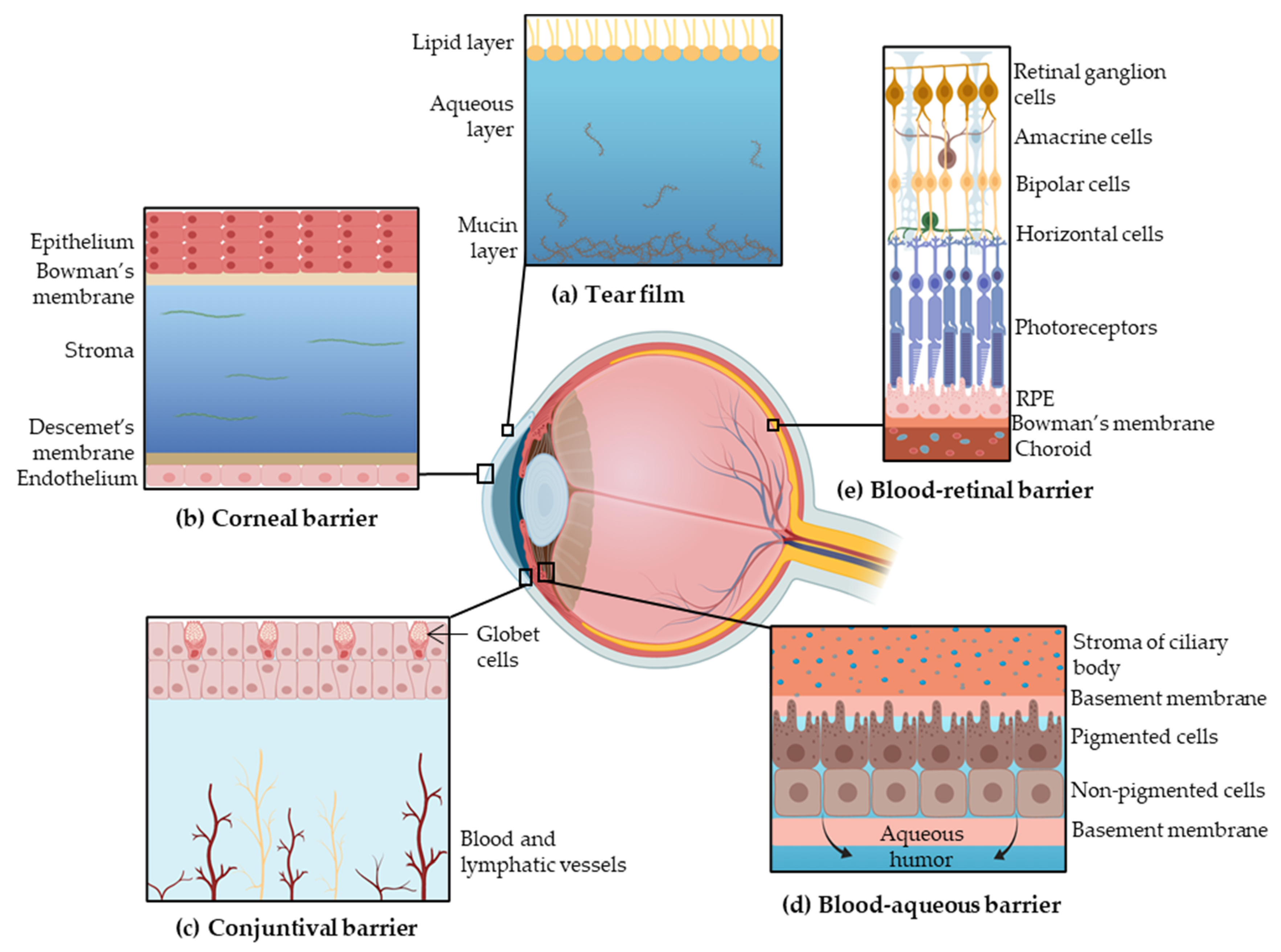 Lipid Nanoparticles for the Posterior Eye Segment
