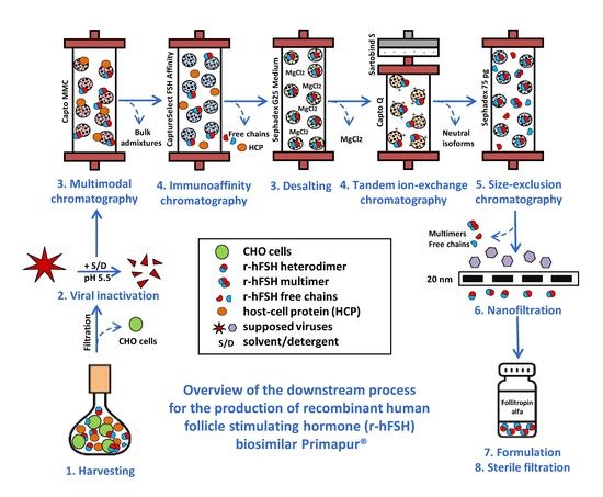 Pharmaceutics | Free Full-Text | Purification Process of a Recombinant ...