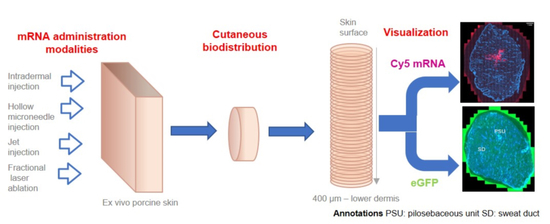 Pharmaceutics | Free Full-Text | Effect of mRNA Delivery Modality and Formulation on Cutaneous ...