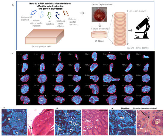 Effect of mRNA Delivery Modality and Formulation on Cutaneous mRNA Distribution and Downstream ...