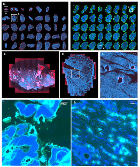 Effect of mRNA Delivery Modality and Formulation on Cutaneous mRNA Distribution and Downstream ...