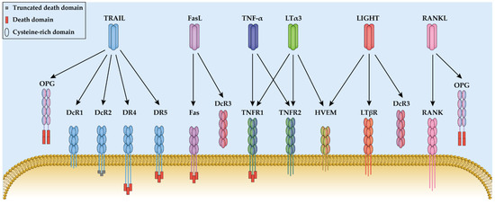 Receptor Specificity Engineering of TNF Superfamily Ligands