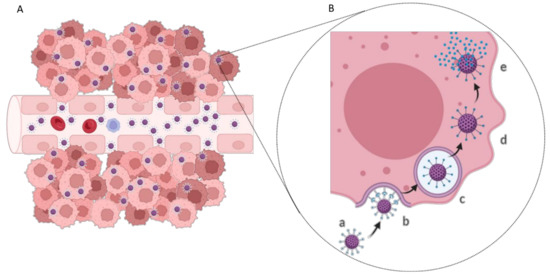 Transferrin Receptor-Targeted Nanocarriers: Overcoming Barriers to ...