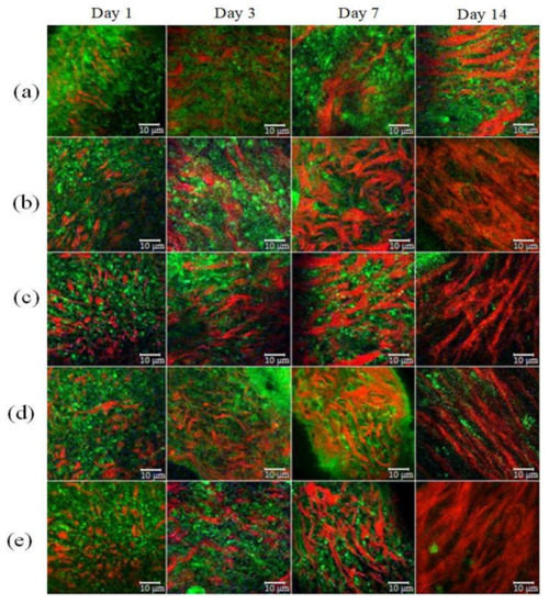 Pharmaceutics | Free Full-Text | In Vivo Quantification of the ...